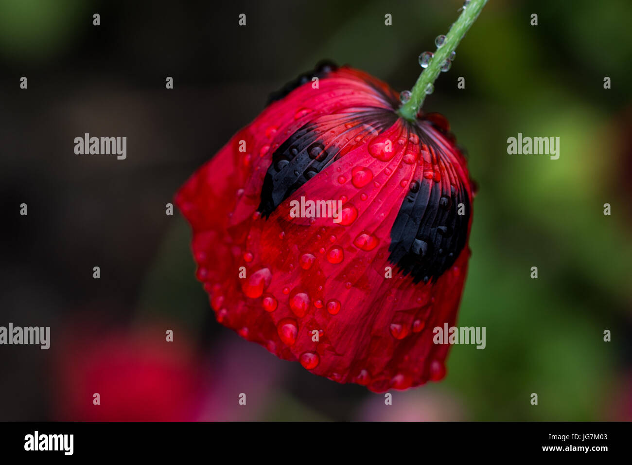 Water droplets on Poppy Stock Photo - Alamy