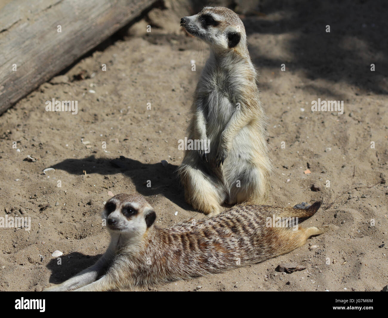Meerkat pet hi-res stock photography and images - Alamy