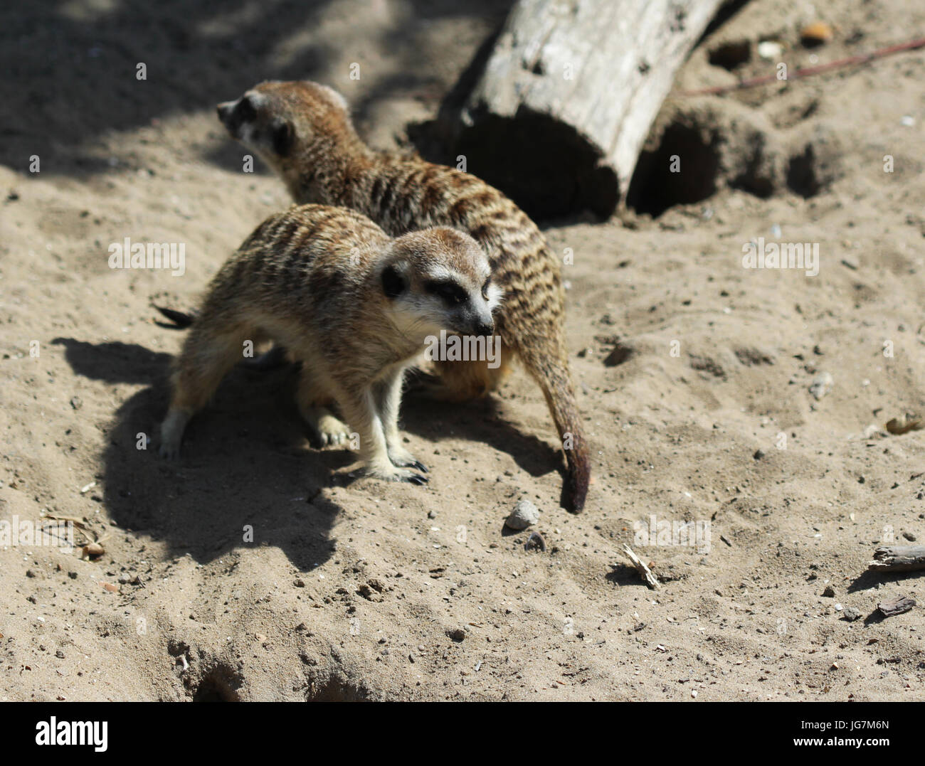 Meerkat Africa High Resolution Stock Photography and Images - Alamy