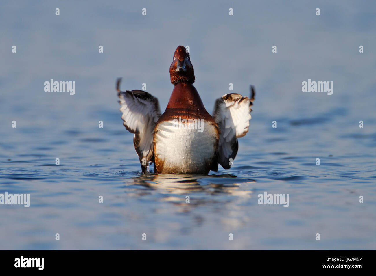 Ferruginous duck stretching wings Stock Photo - Alamy
