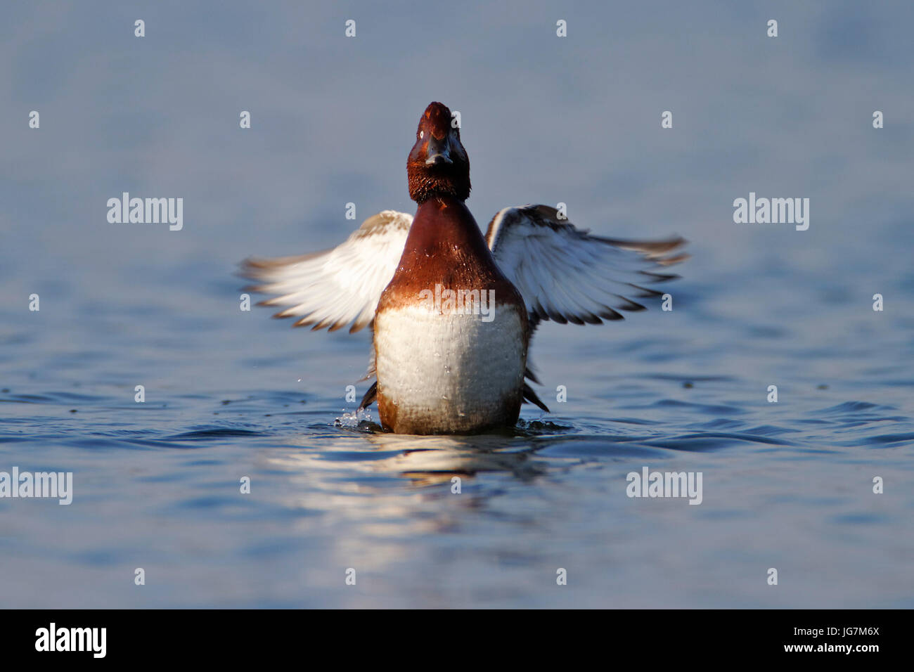 Ferruginous duck stretching wings Stock Photo - Alamy