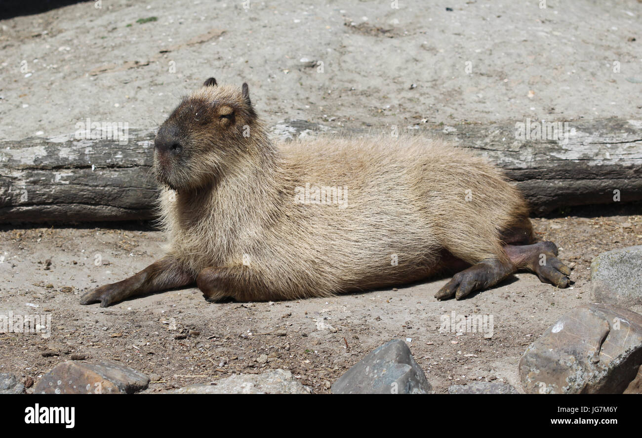 Sleeping capybara hi-res stock photography and images - Alamy