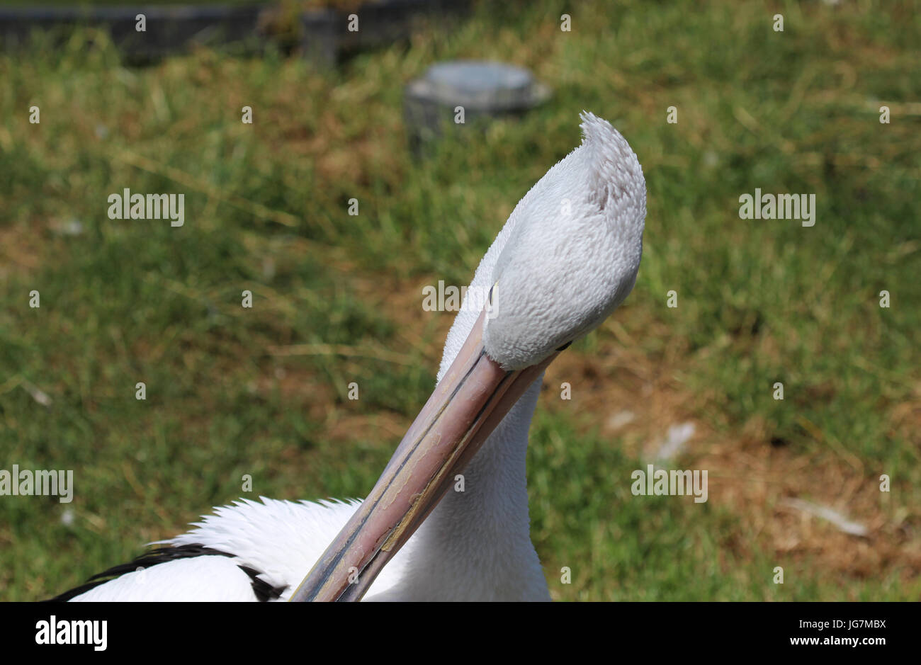 Australian pelicans head hi-res stock photography and images - Alamy