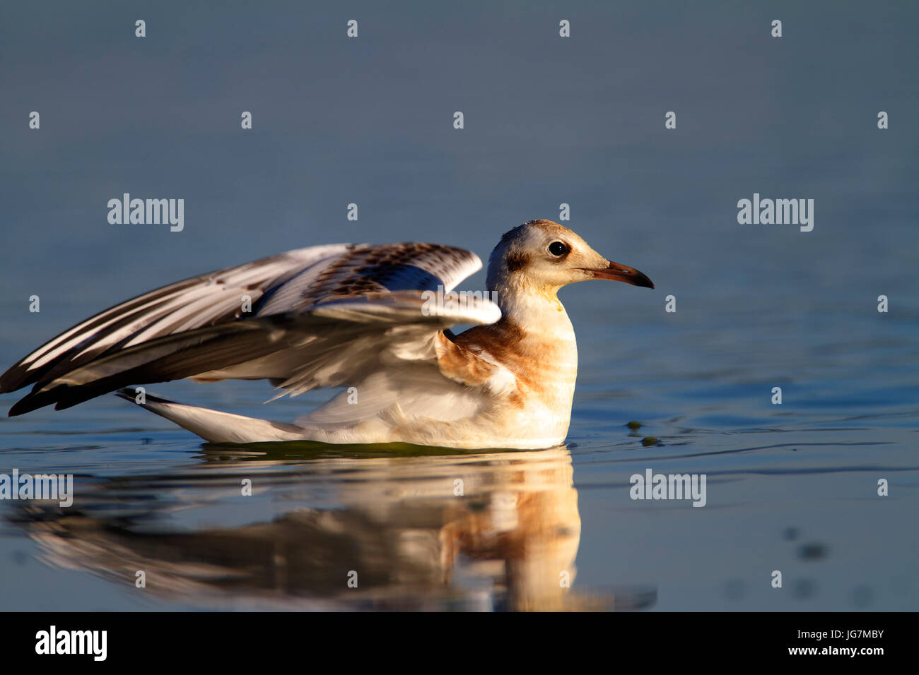 Mlaka hi-res stock photography and images - Alamy