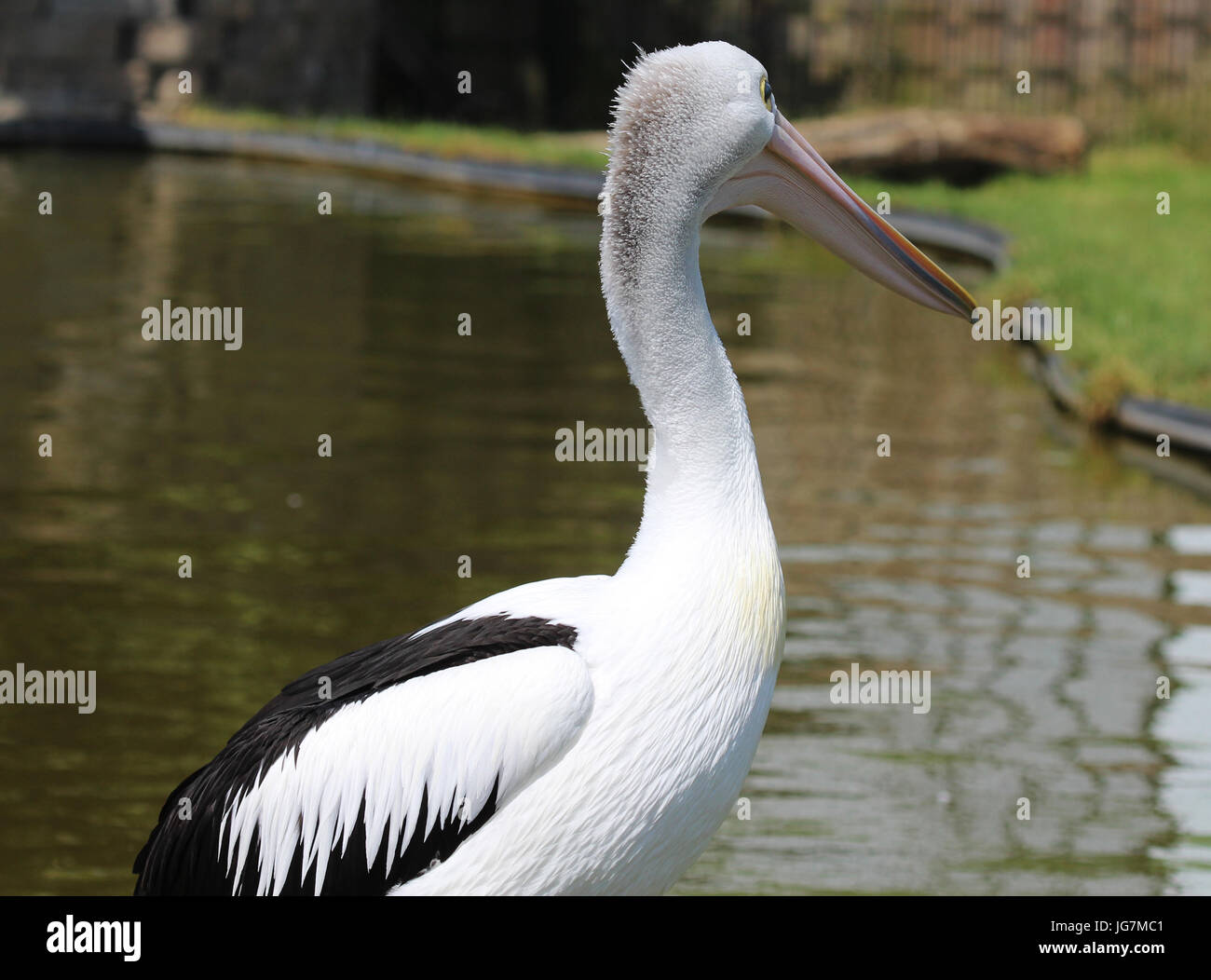 Perlican hi-res stock photography and images - Alamy