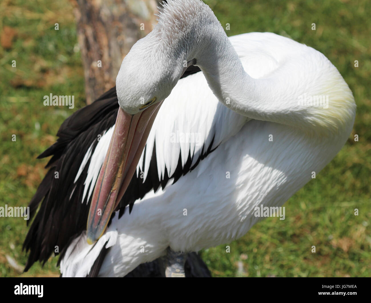 Perlican hi-res stock photography and images - Alamy