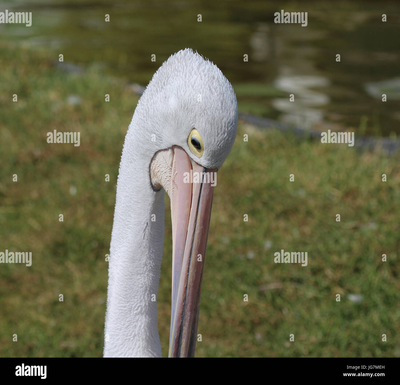 Perlican High Resolution Stock Photography and Images - Alamy