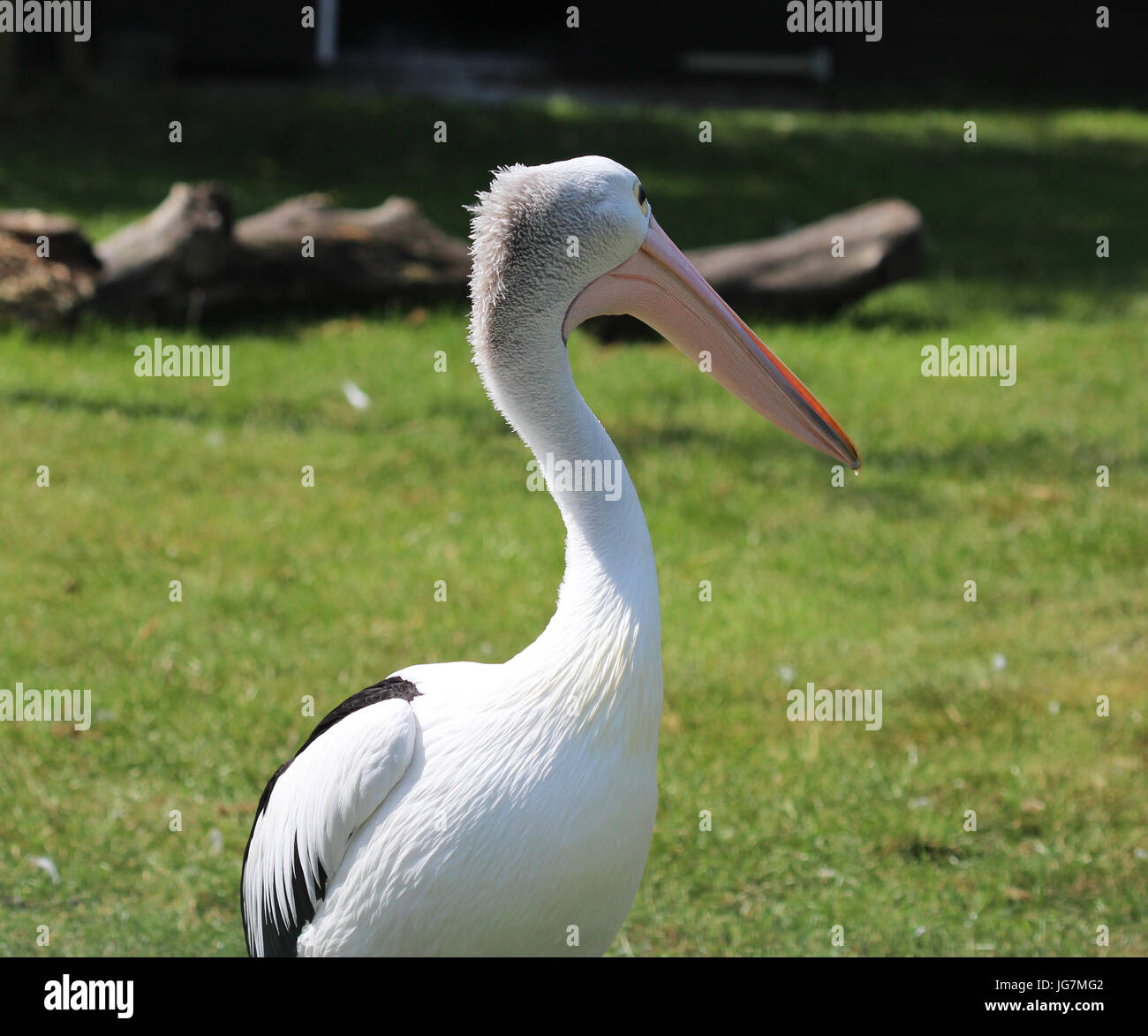 Perlican hi-res stock photography and images - Alamy
