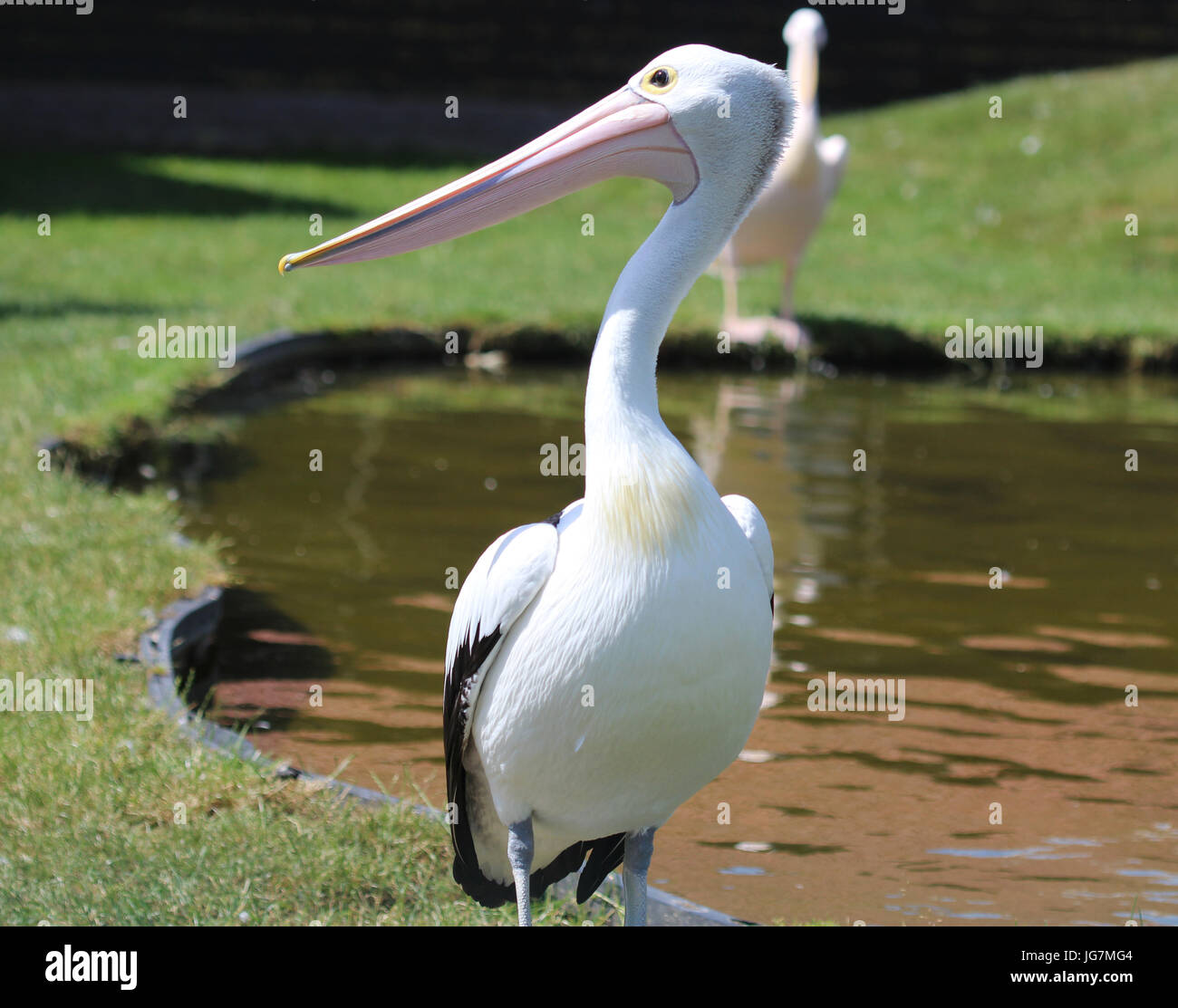 Perlican hi-res stock photography and images - Alamy