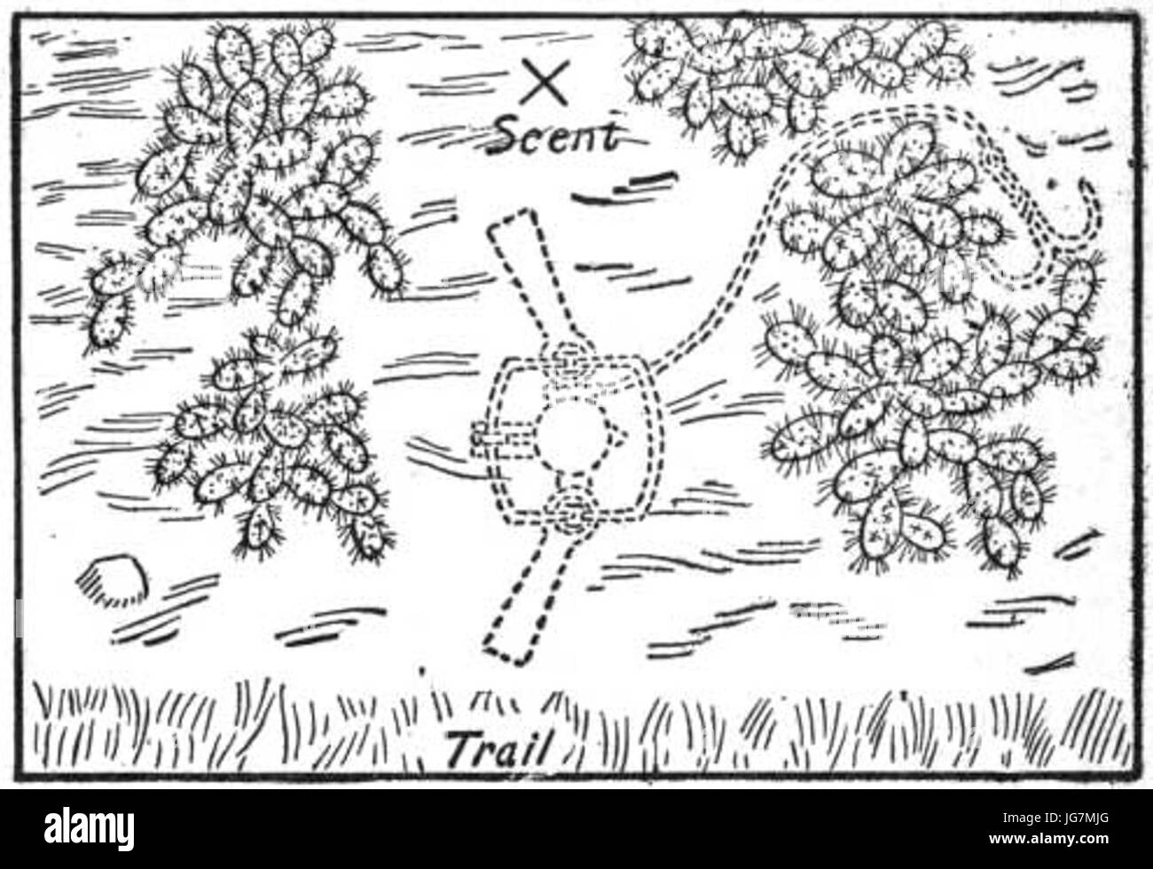 The Science of Trapping 28190929 Wolf trap 1 Stock Photo - Alamy