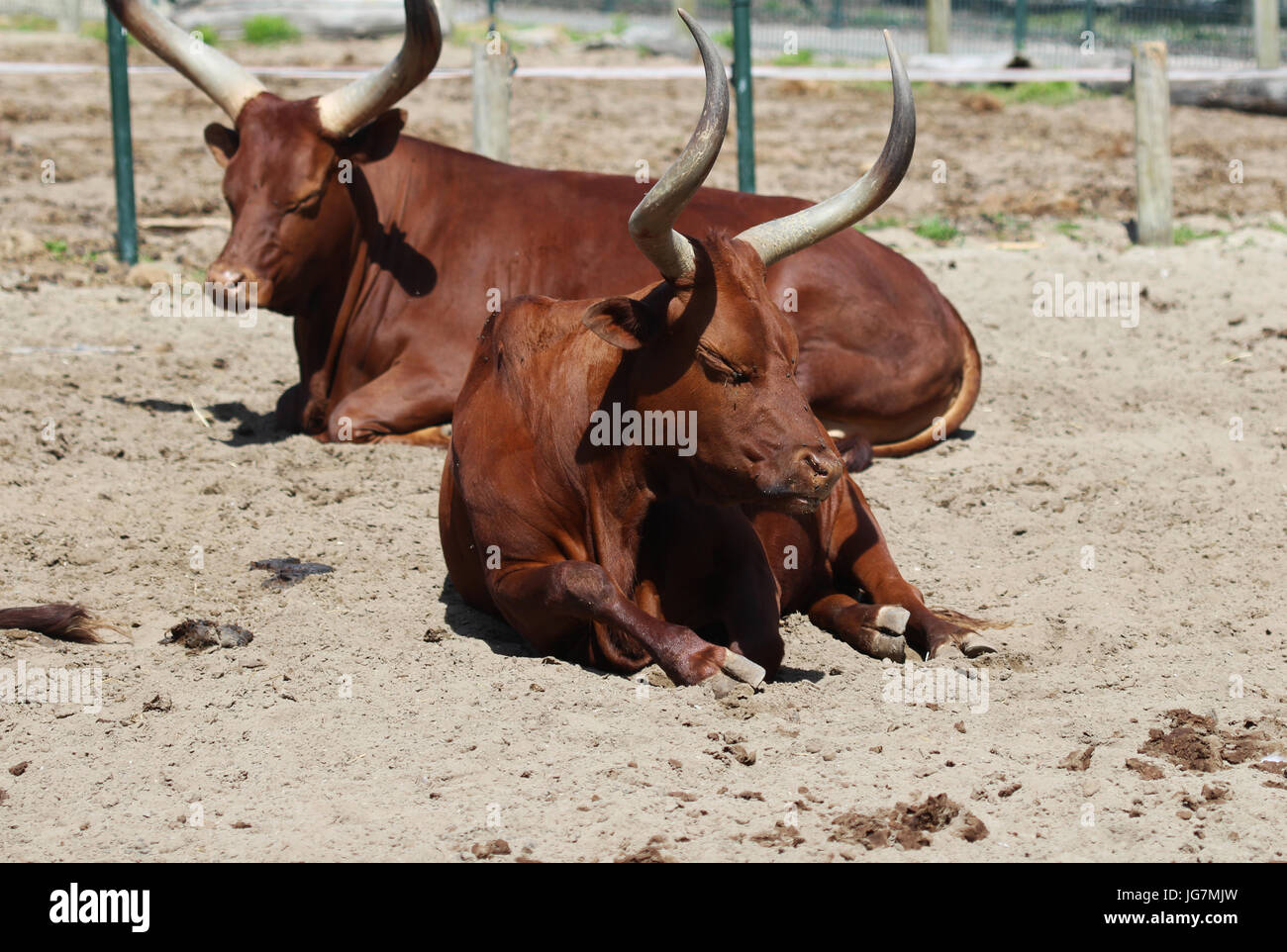 African beef cow hi-res stock photography and images - Alamy