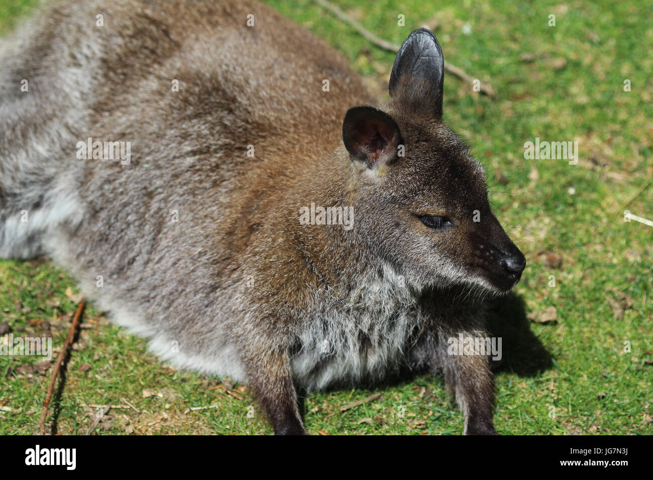 Sleeping wallaby hi-res stock photography and images - Alamy