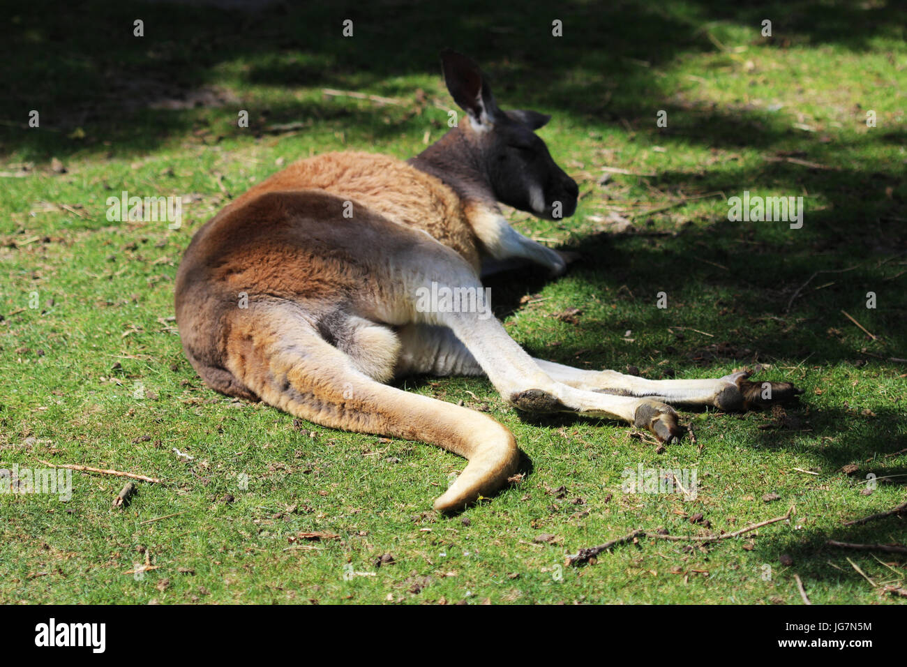 Kangaro hi-res stock photography and images - Alamy