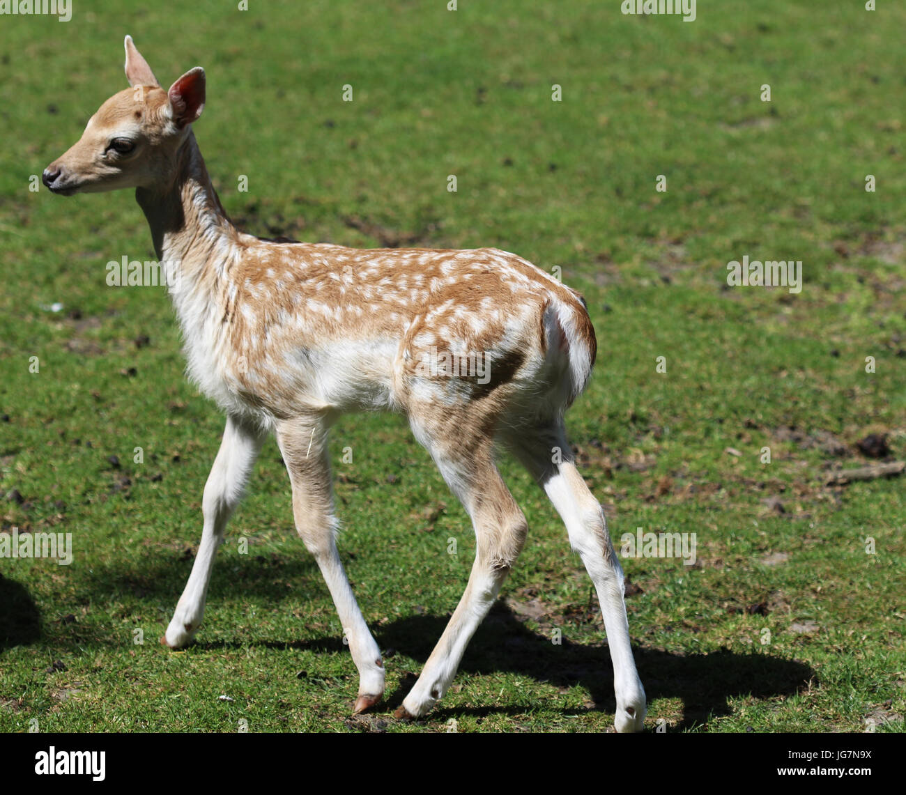 Fallow deer young Stock Photo - Alamy