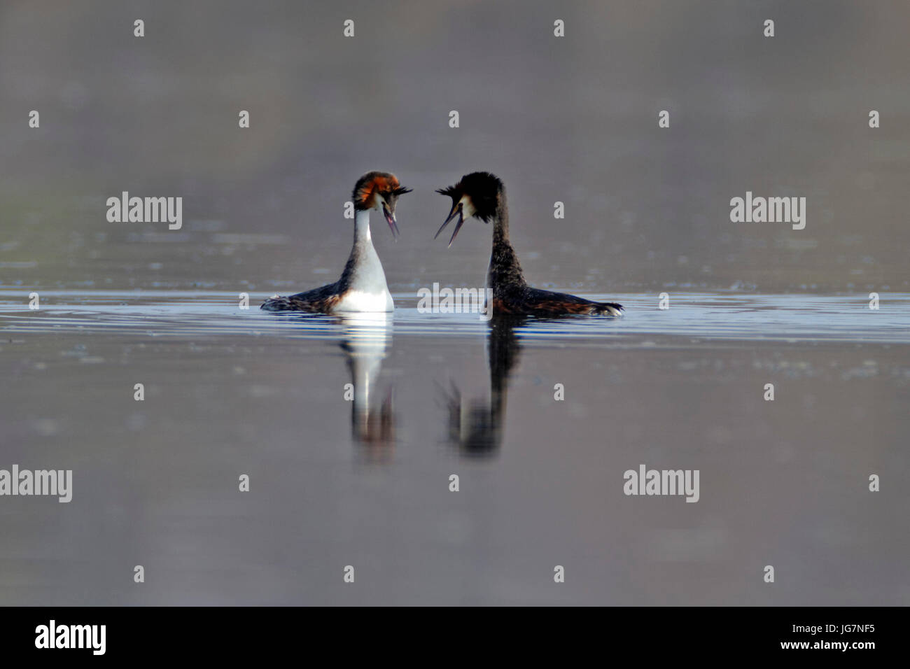 Great crested grebe mating hi-res stock photography and images - Alamy