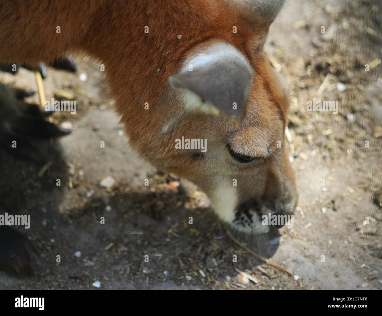 Kangaro hi-res stock photography and images - Alamy