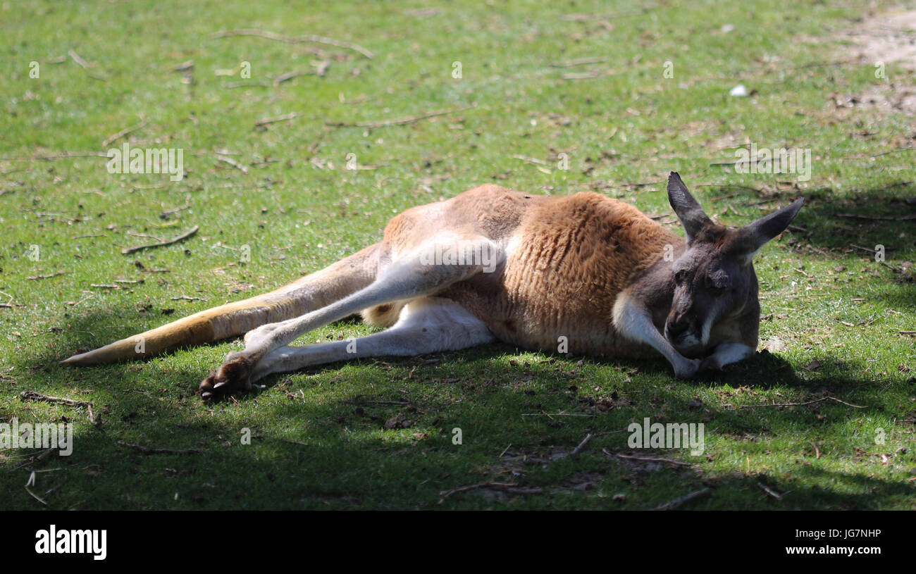 Kangaro hi-res stock photography and images - Alamy