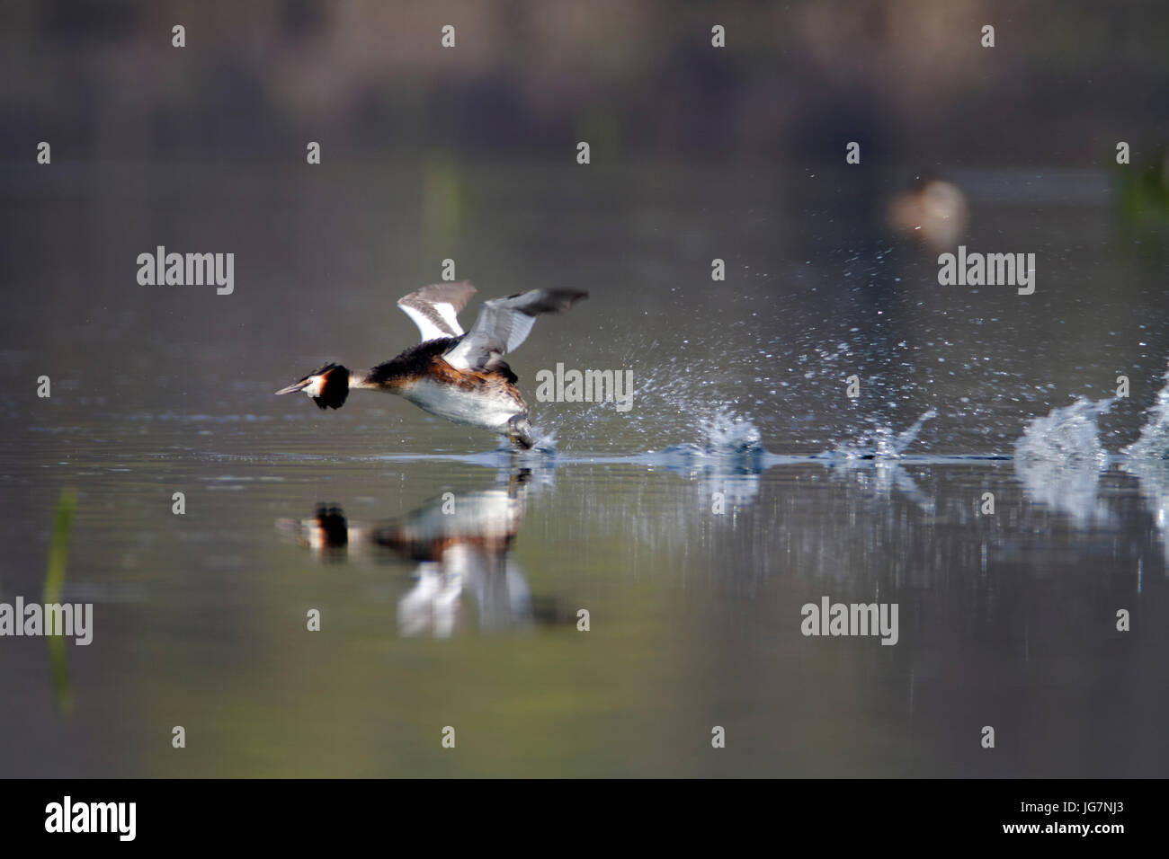 The great crested grebe running on the water Stock Photo - Alamy