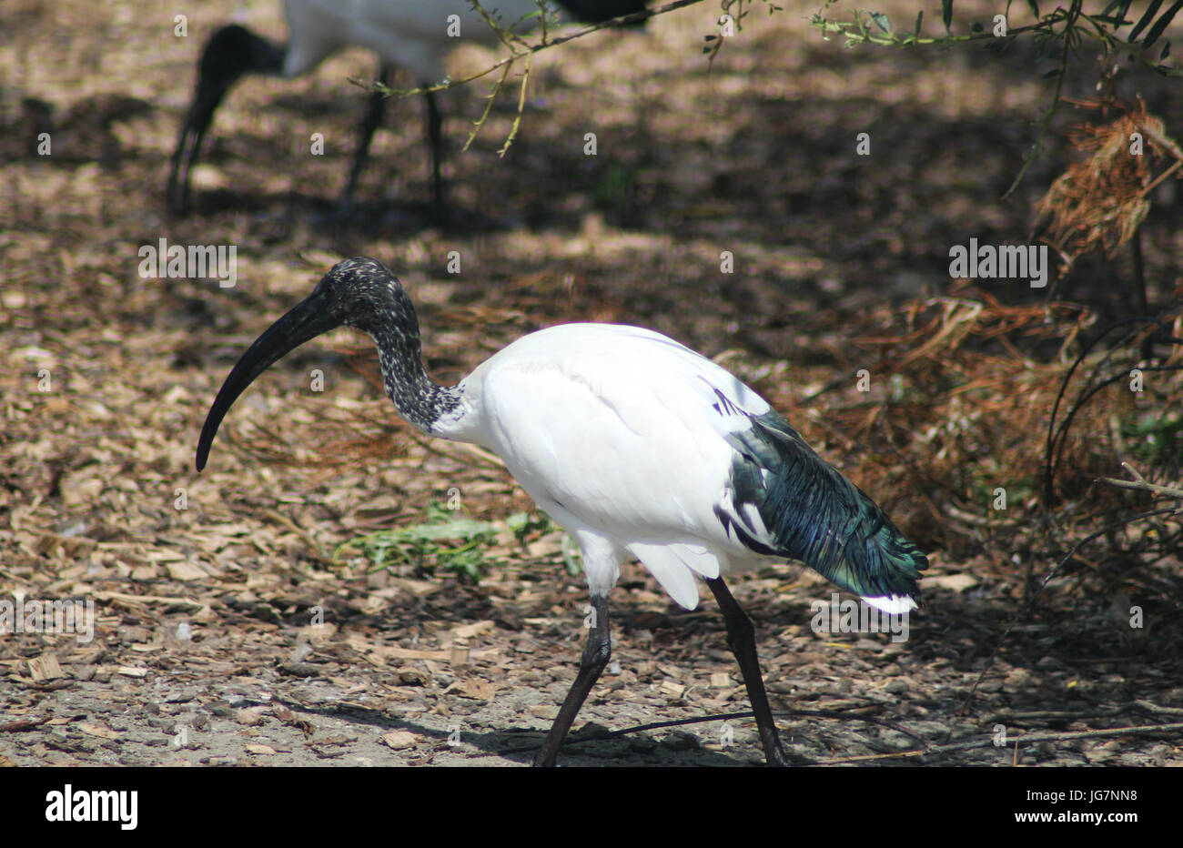 African secred ibis Stock Photo - Alamy