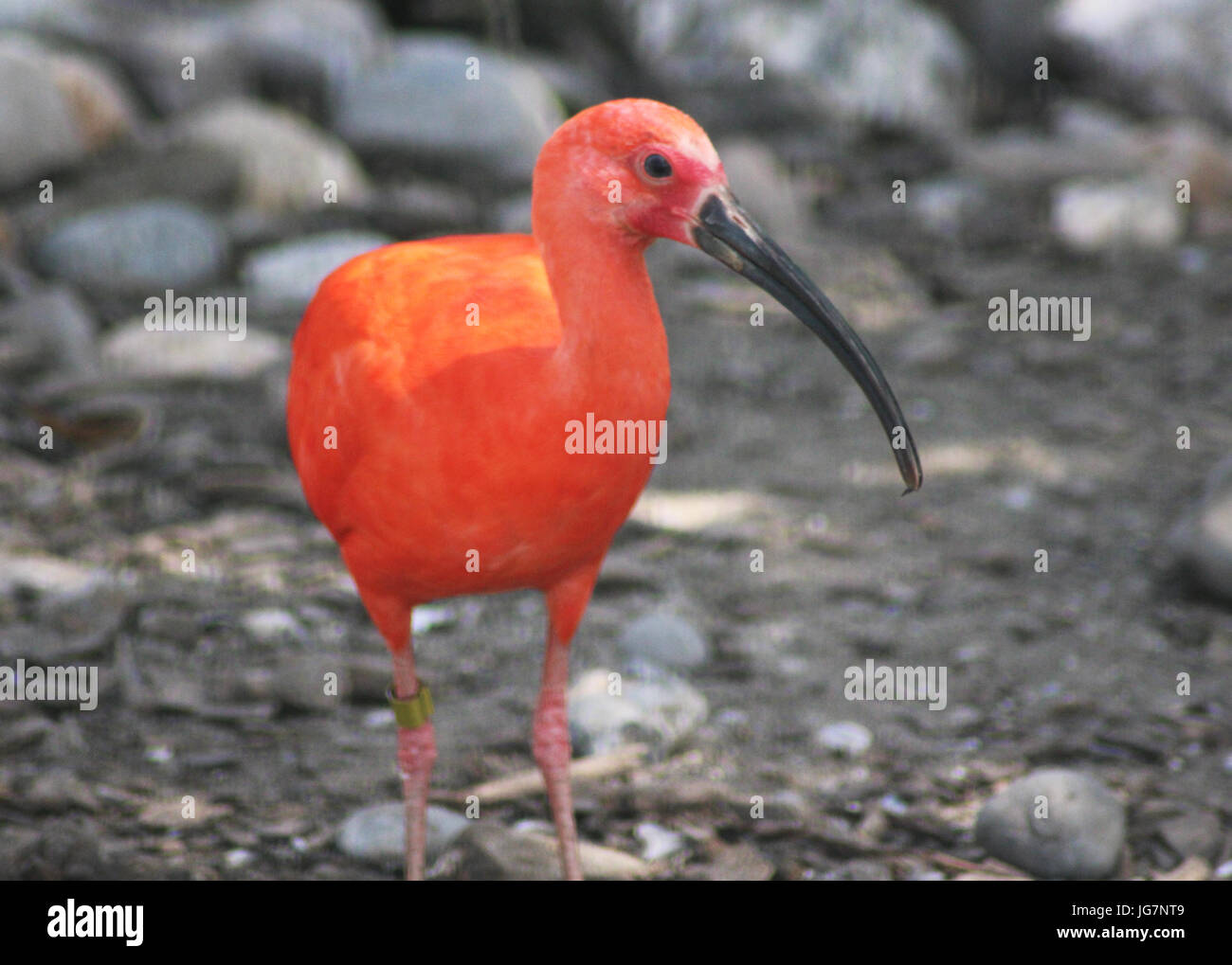 Red ibis hi-res stock photography and images - Alamy