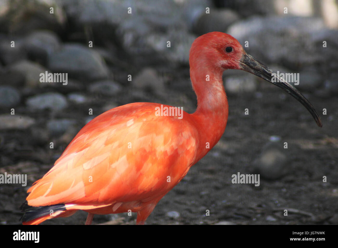 Red ibis hi-res stock photography and images - Alamy