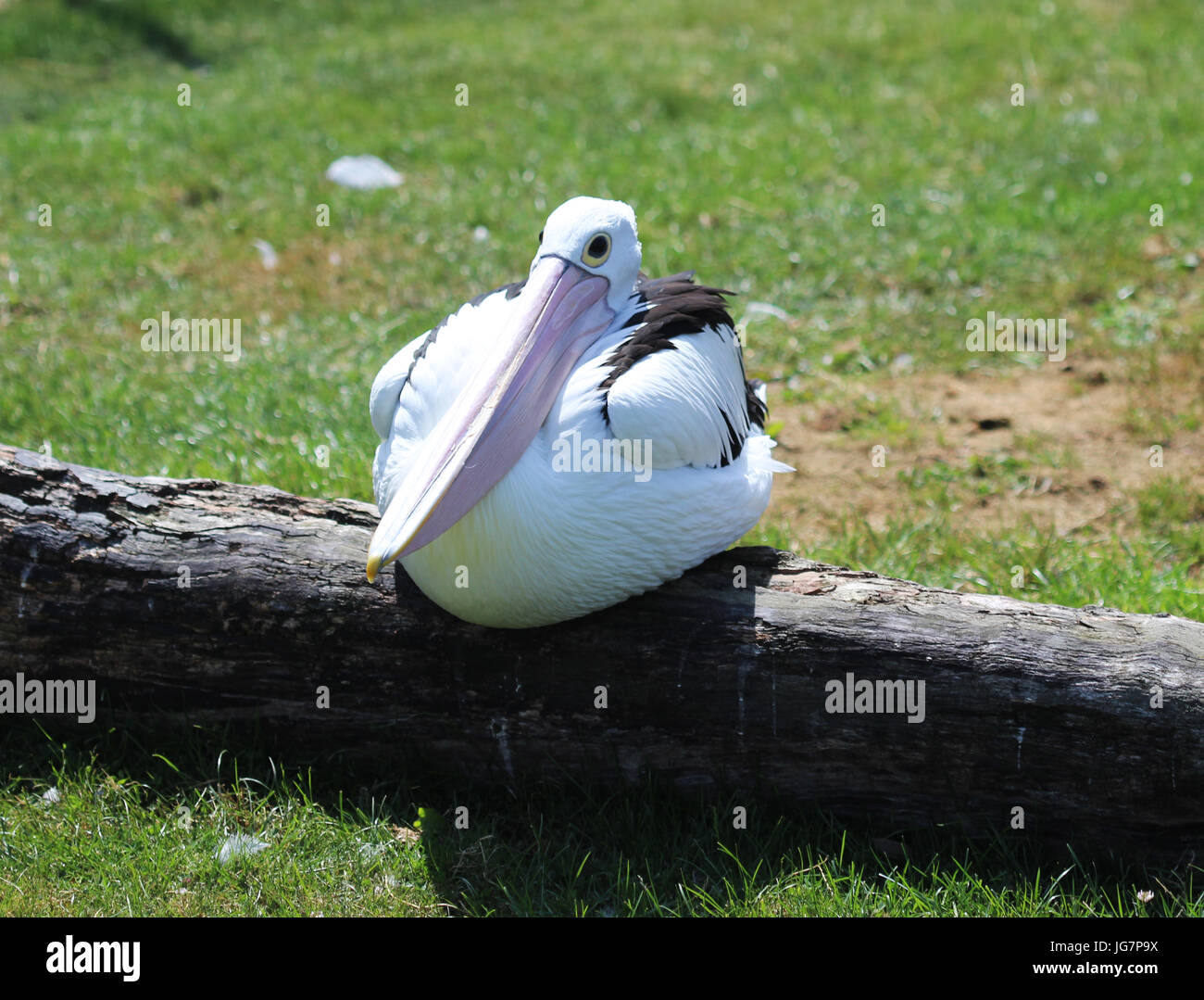 Perlican hi-res stock photography and images - Alamy