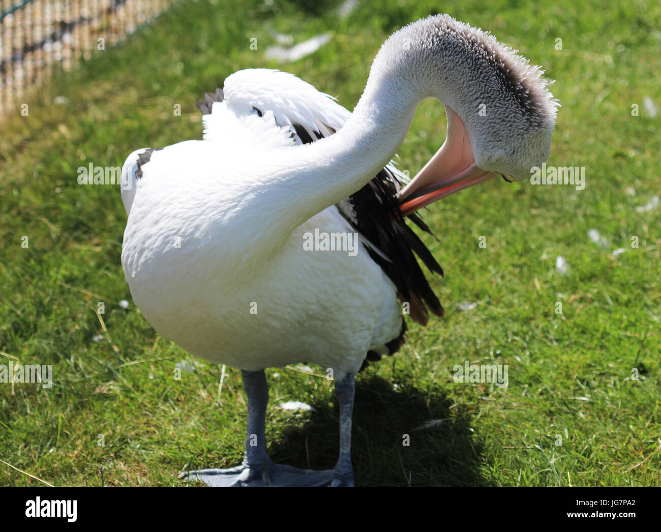 Perlican hi-res stock photography and images - Alamy