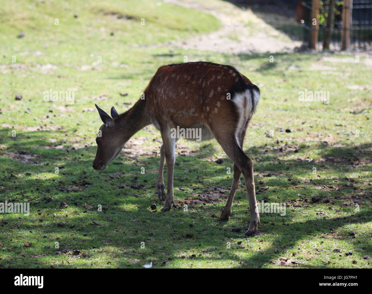 Sika grazing hi-res stock photography and images - Alamy