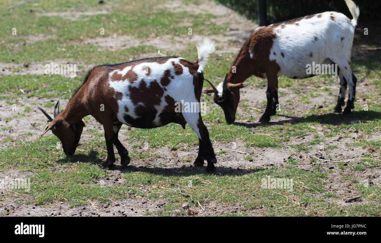 Pygmy goat on farm Stock Photo - Alamy