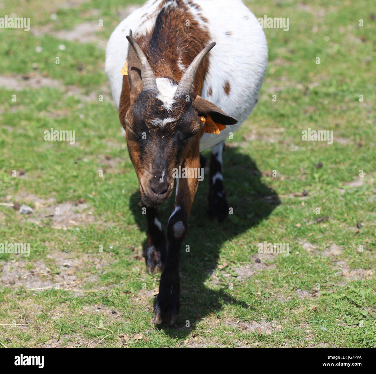Pygmy goat on farm Stock Photo - Alamy