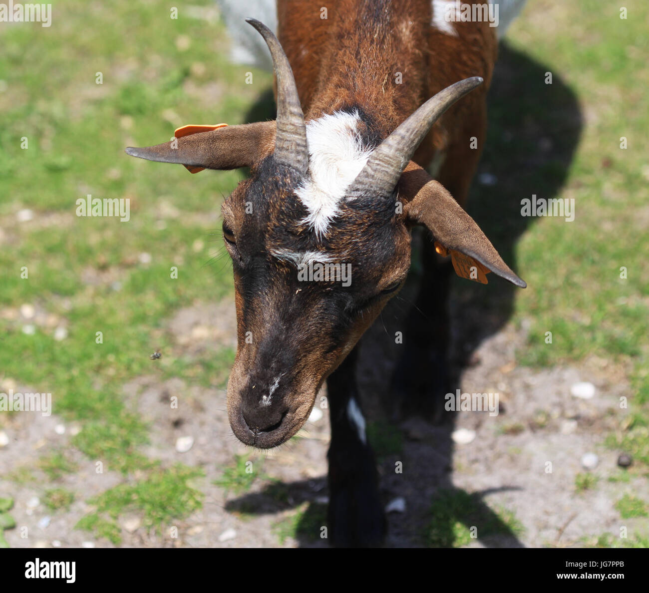Pygmy goat on farm Stock Photo - Alamy