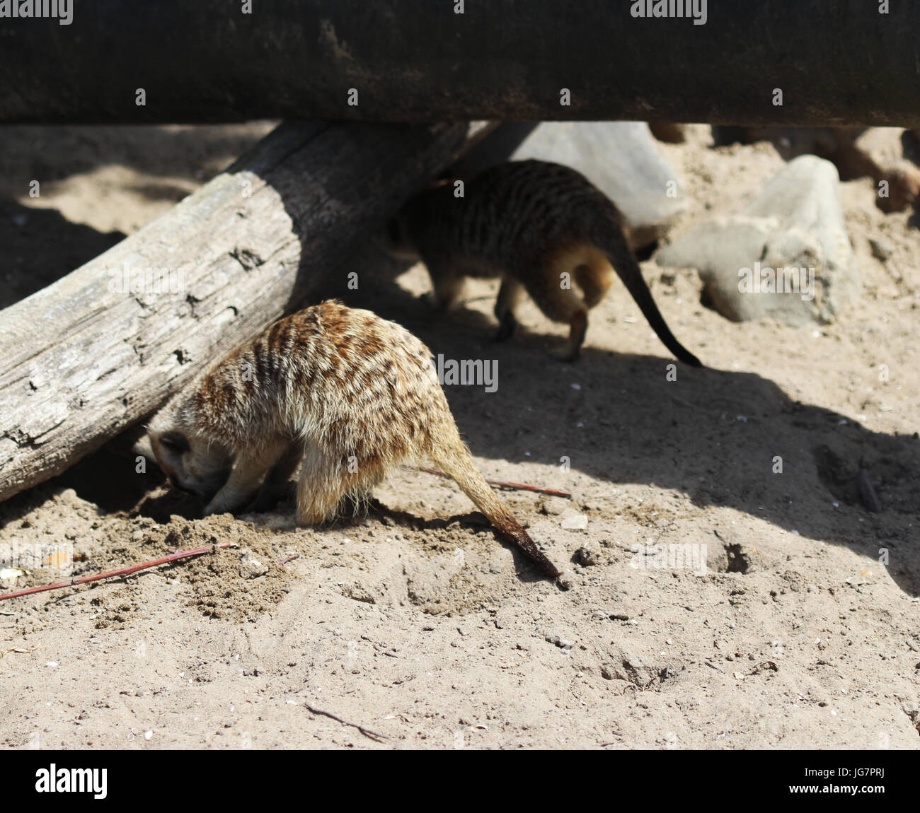 Meerkat digging in the sand Stock Photo - Alamy