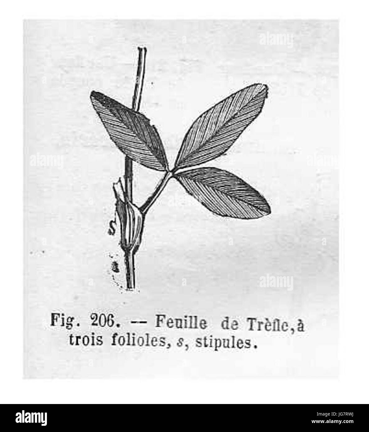 Trefle Cut Out Stock Images & Pictures - Alamy