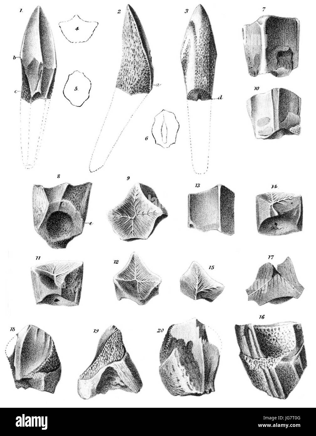 Trachodon mirabilis hi-res stock photography and images - Alamy