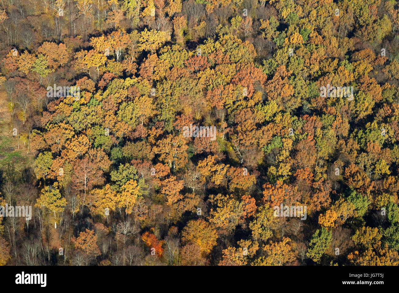 Oak aerial hi-res stock photography and images - Alamy
