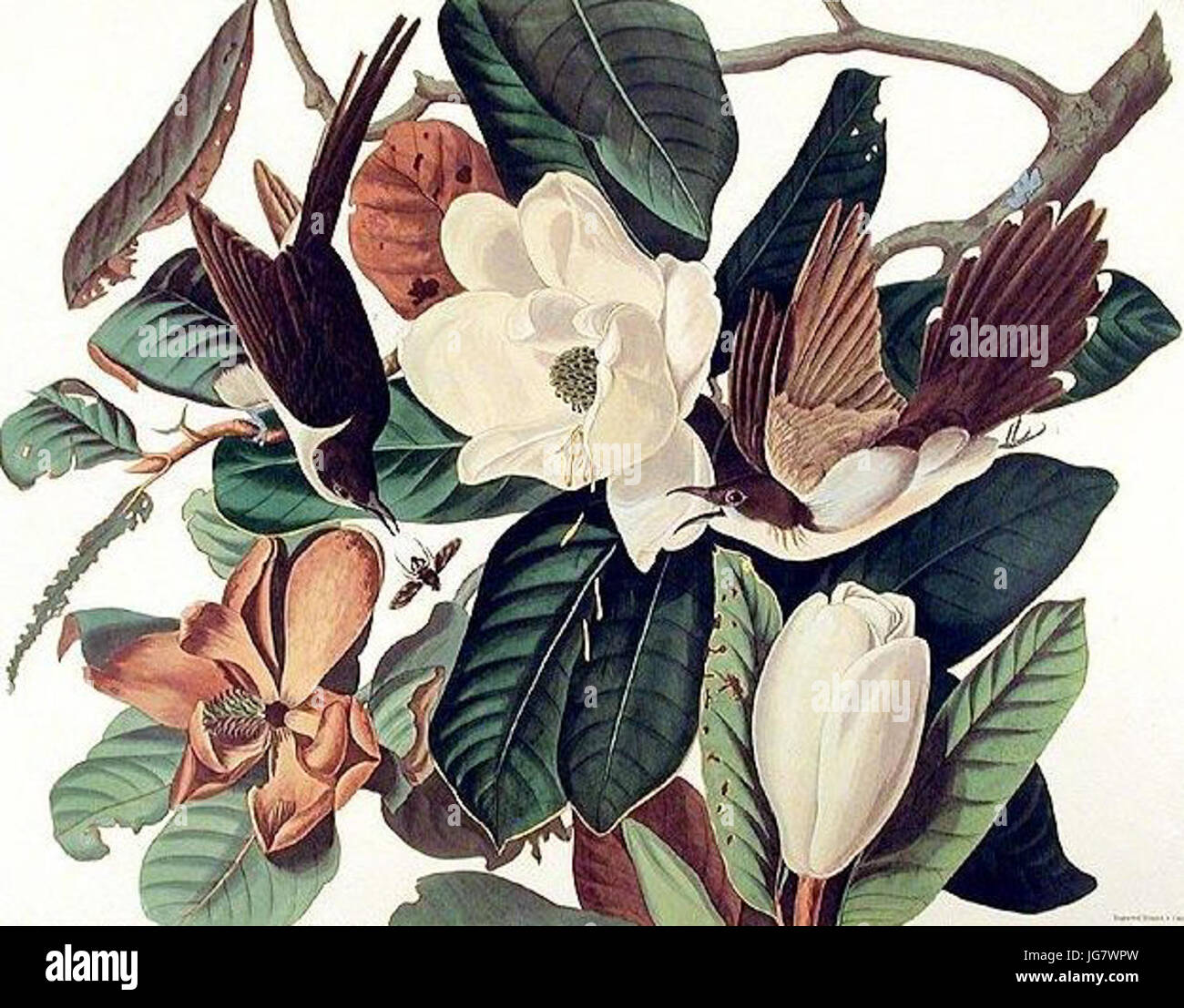 Tyrannus tyrannus 28Audubon29 Stock Photo - Alamy