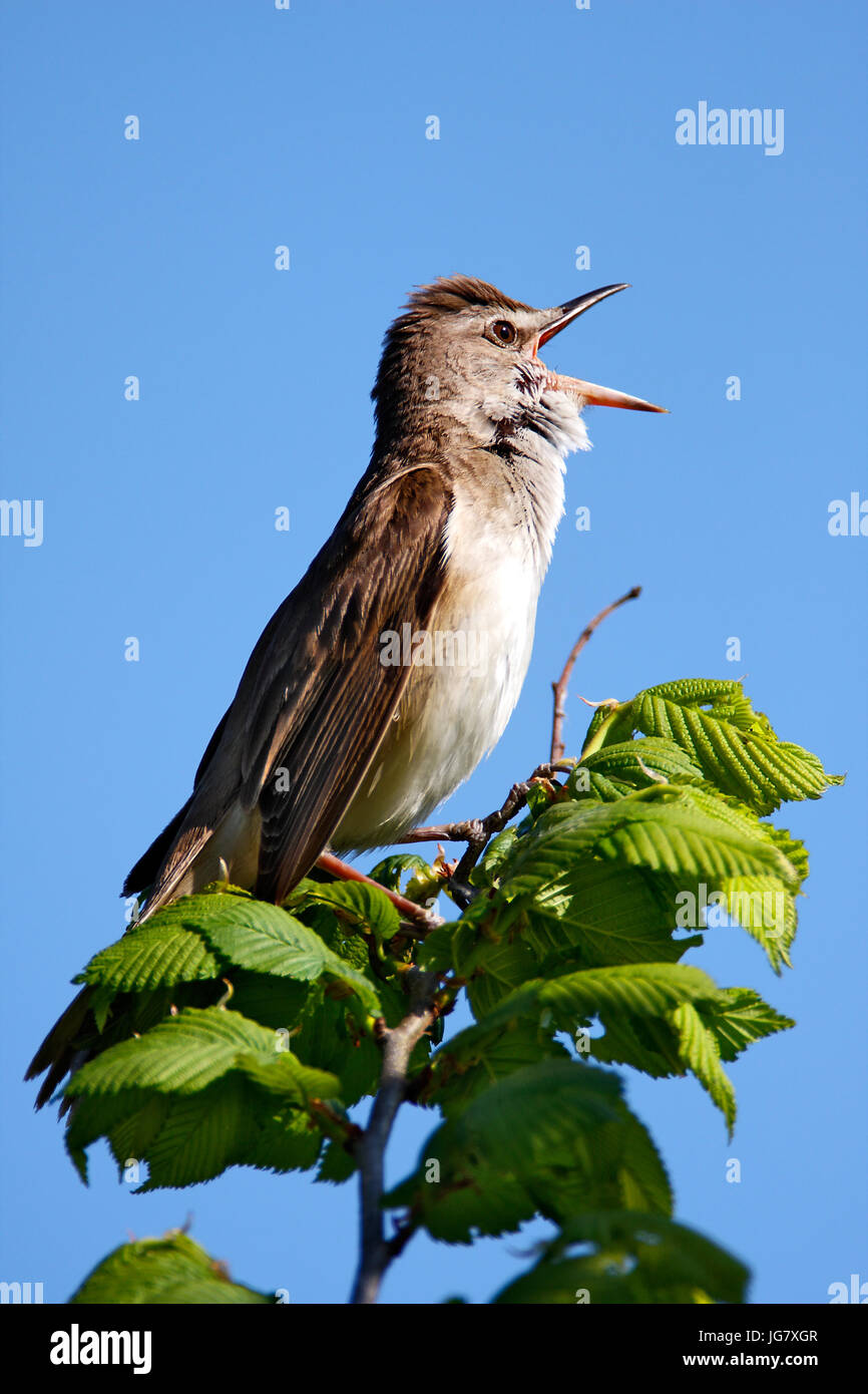 Warbler nest branch hi-res stock photography and images - Alamy