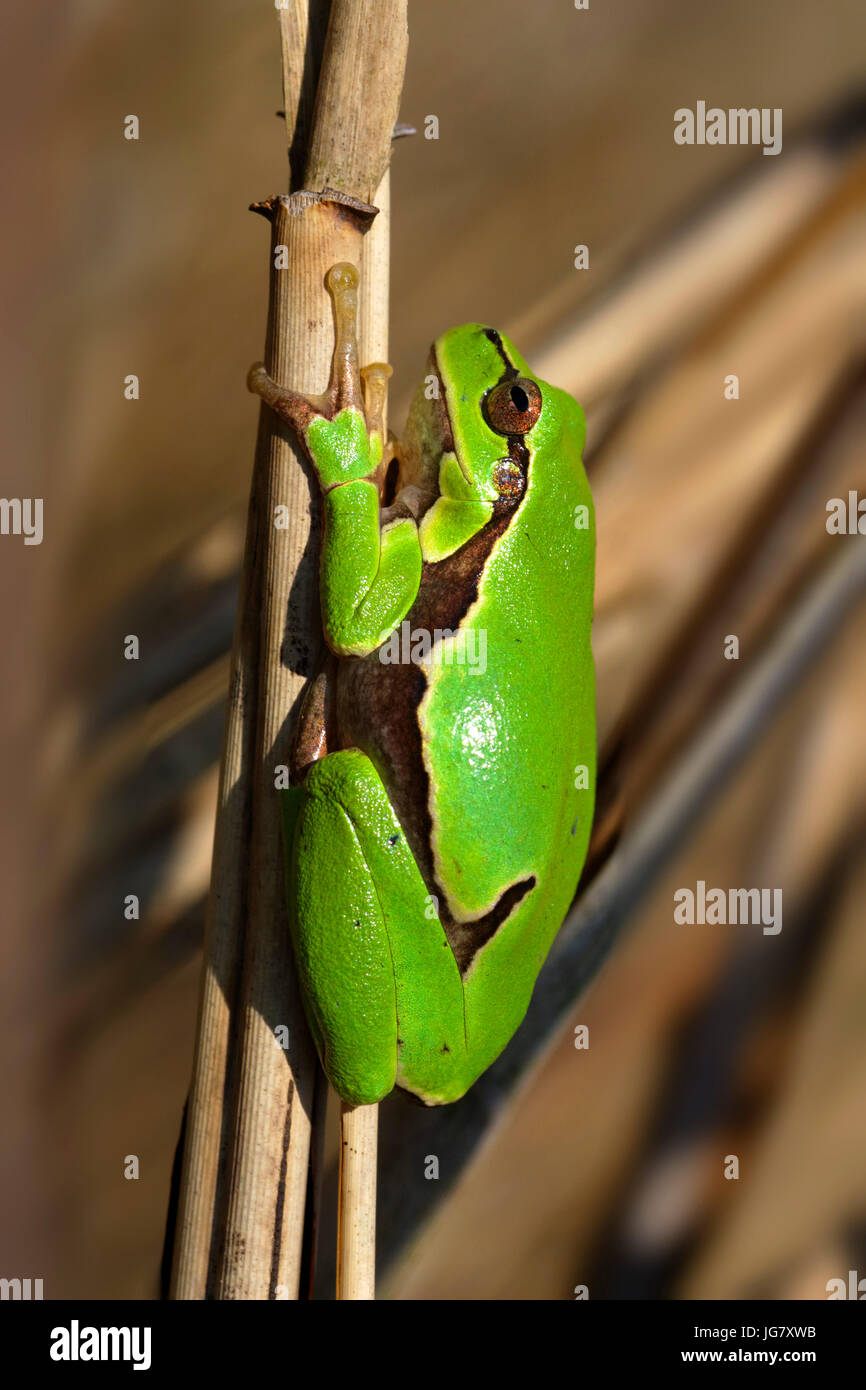 European tree frog from reeds of Crna Mlaka Stock Photo - Alamy