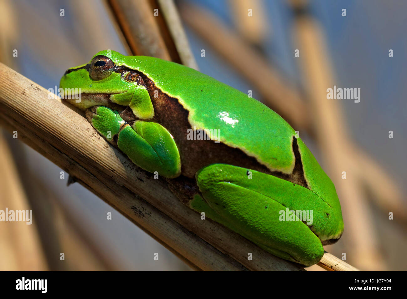 Portrait european tree frog hi-res stock photography and images - Alamy