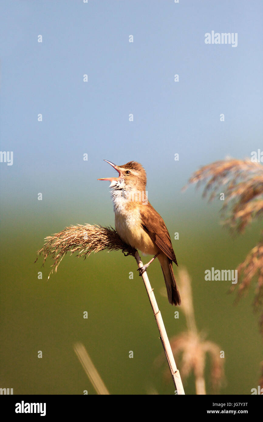 Great reed warbler singing in reeds Stock Photo - Alamy