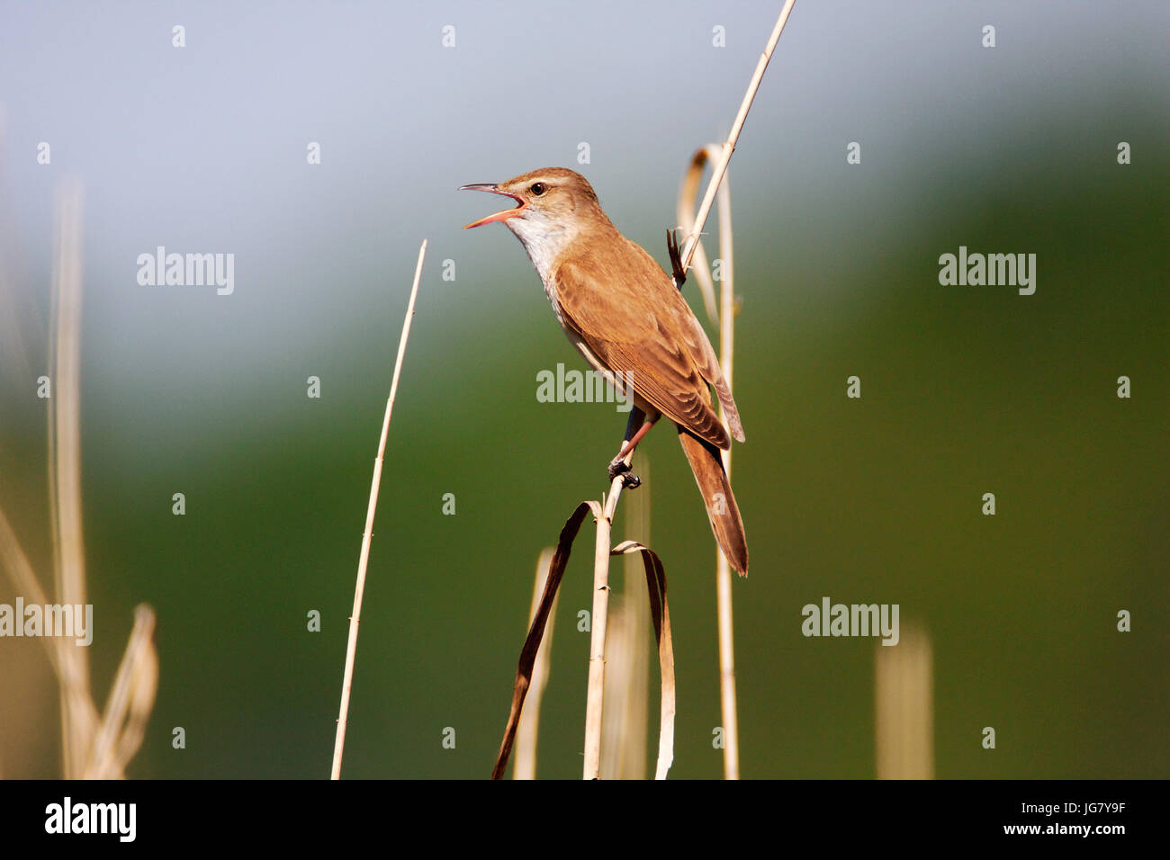 Great reed warbler singing in reeds Stock Photo - Alamy