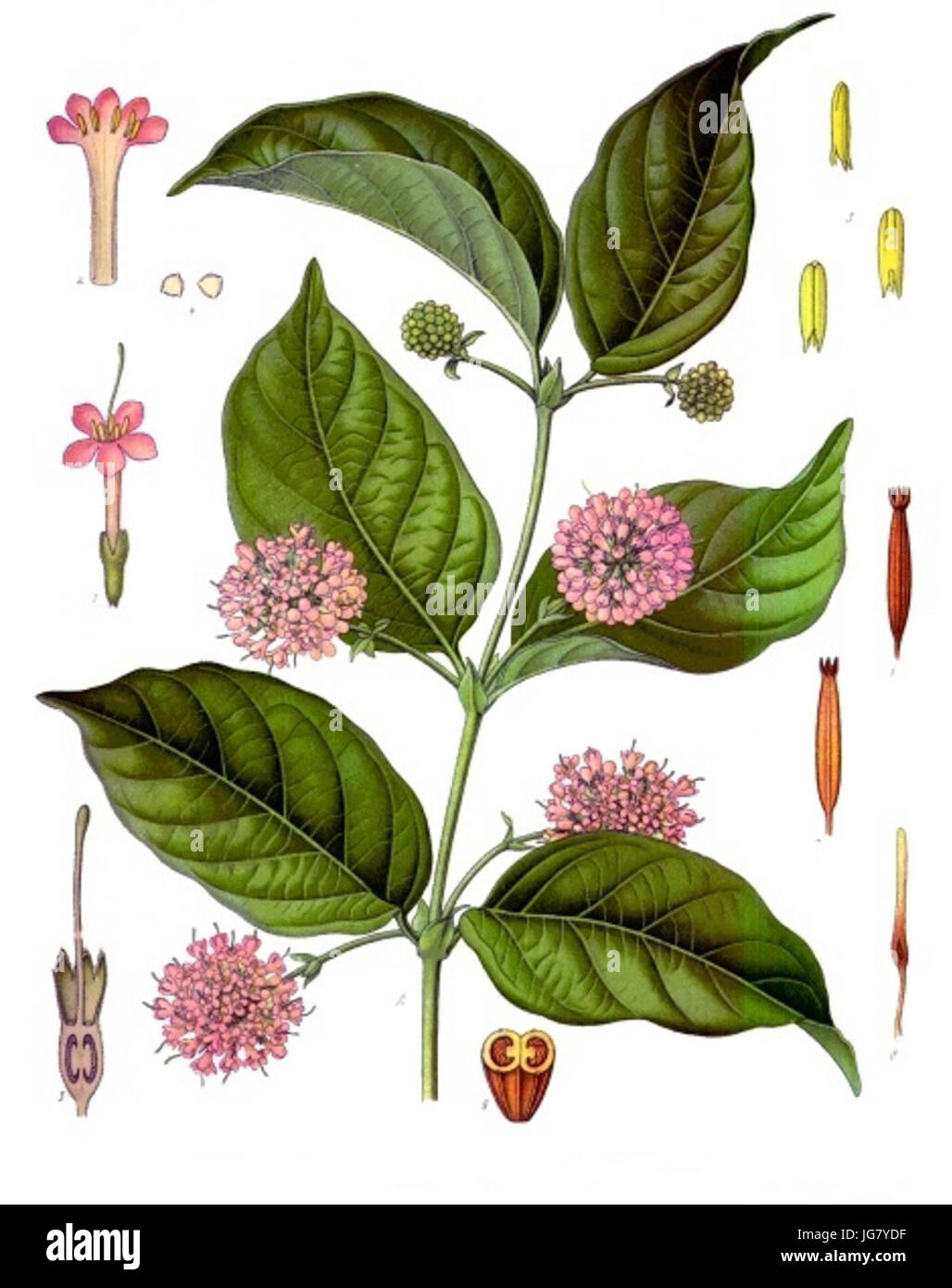 Uncaria gambir - Köhler-s Medizinal-Pflanzen- 5 Stock Photo - Alamy
