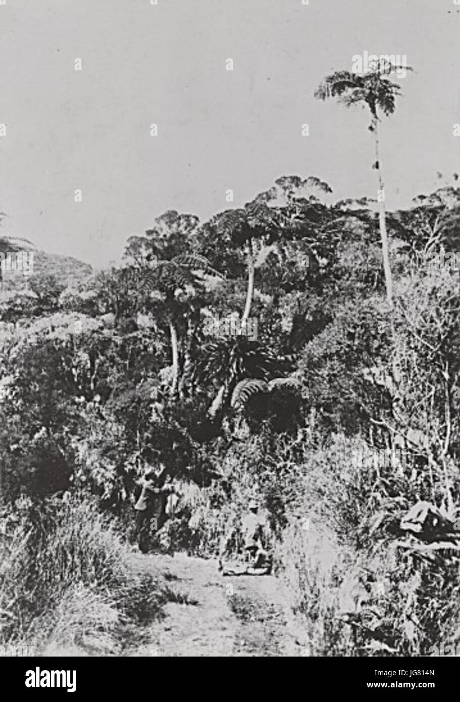 Palmistes hi-res stock photography and images - Alamy