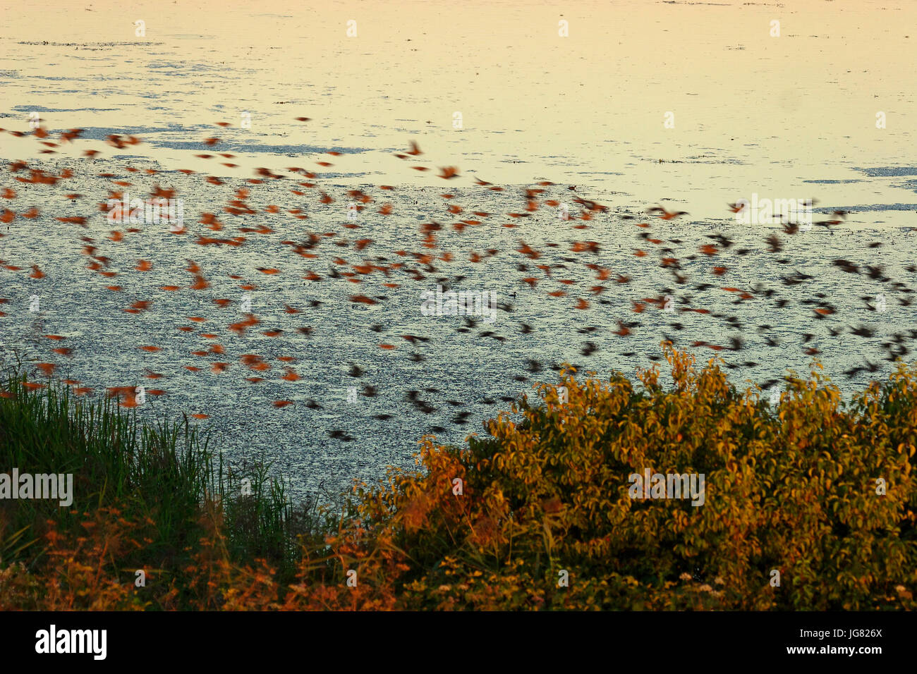 Flock of common starling in the evening Stock Photo - Alamy