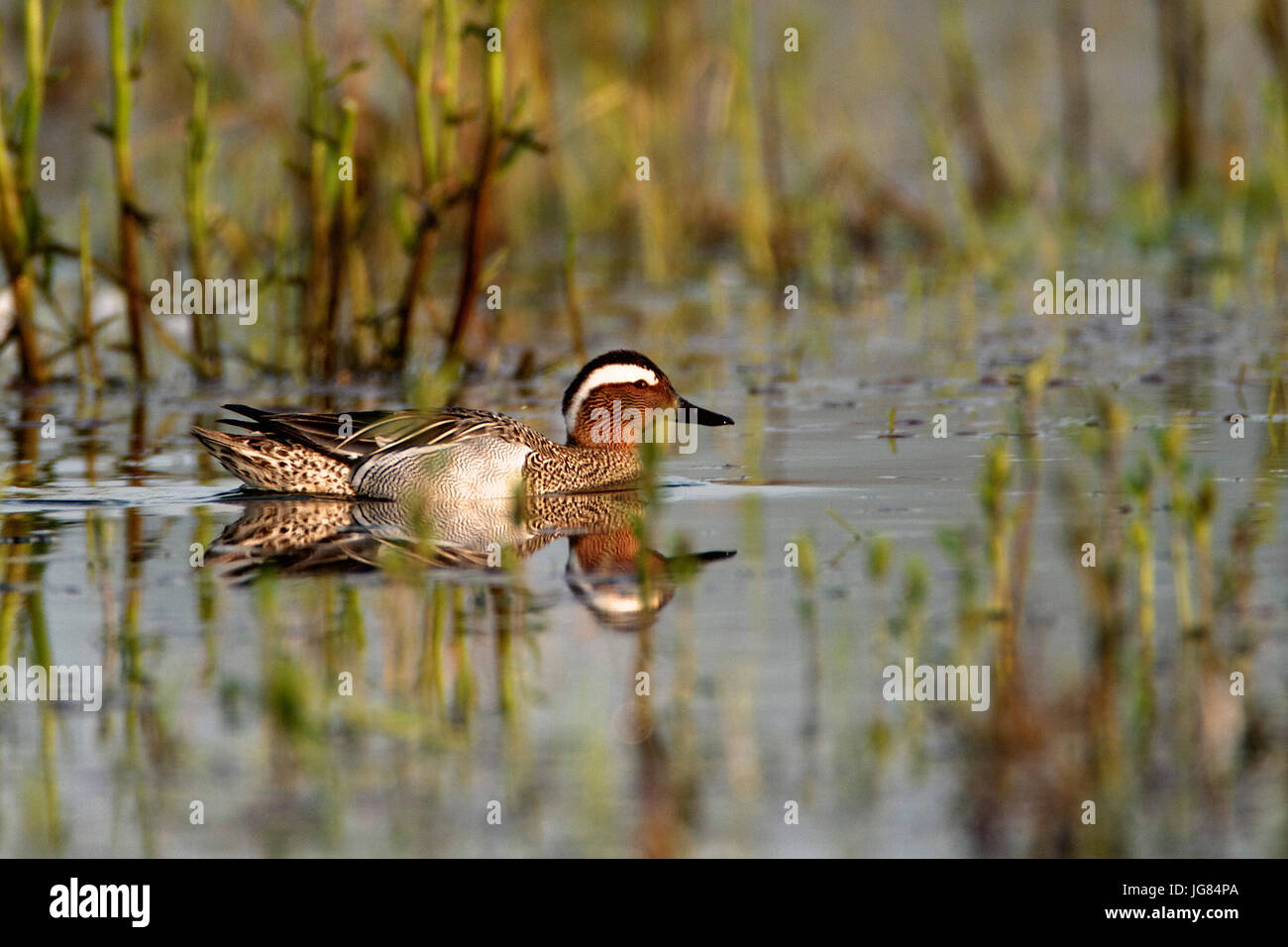 Garganey on a shallow lake Stock Photo - Alamy