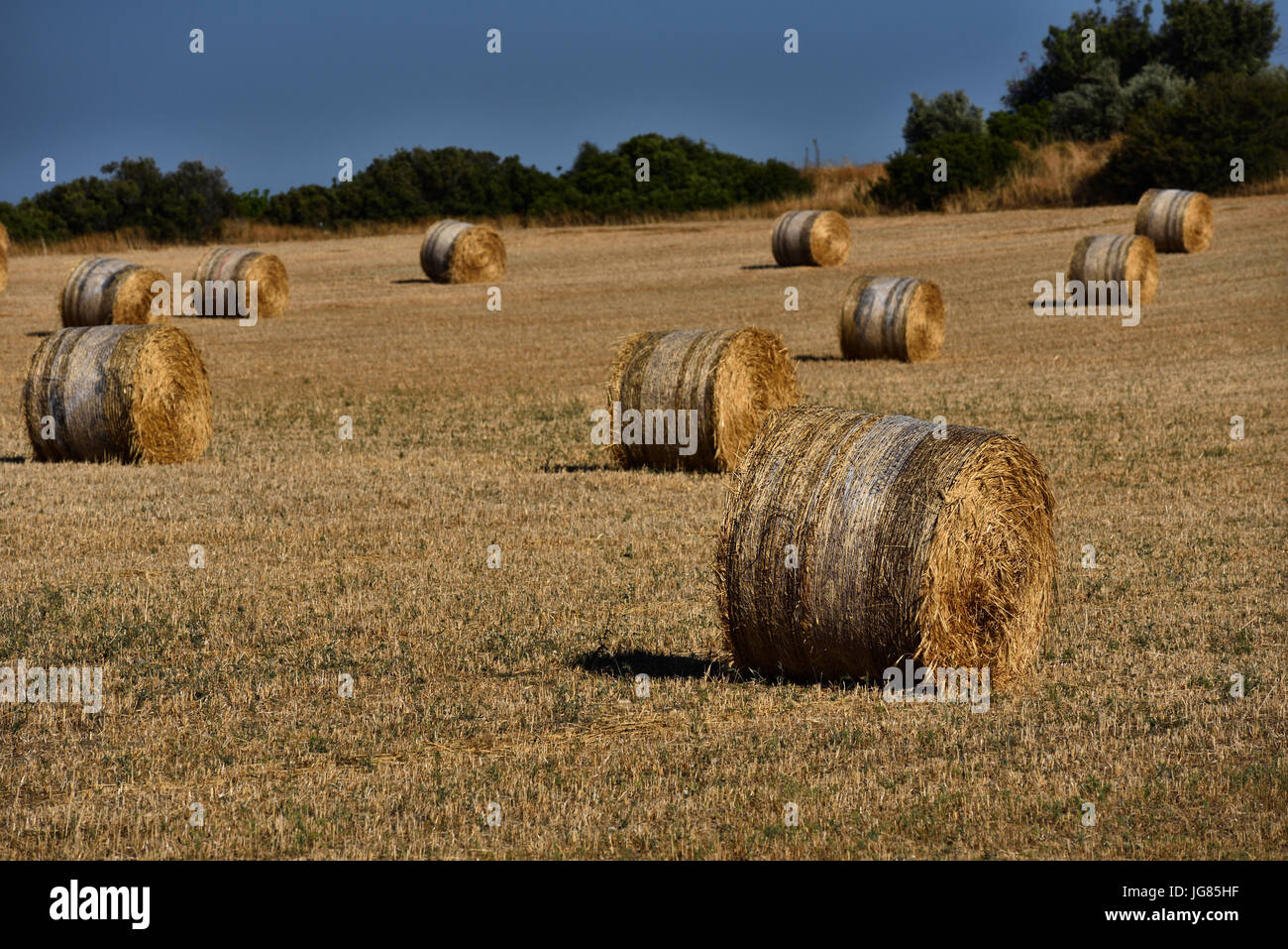 Straw bales, haystack on agricultural farmland against blue sky Stock ...