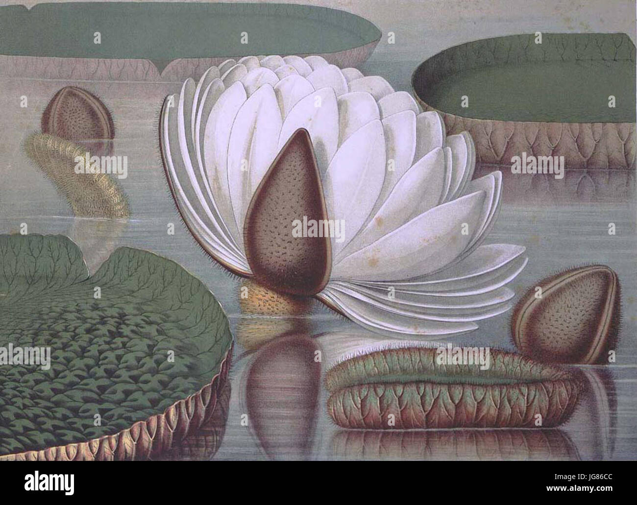 Victoria regia - William Sharp Stock Photo - Alamy