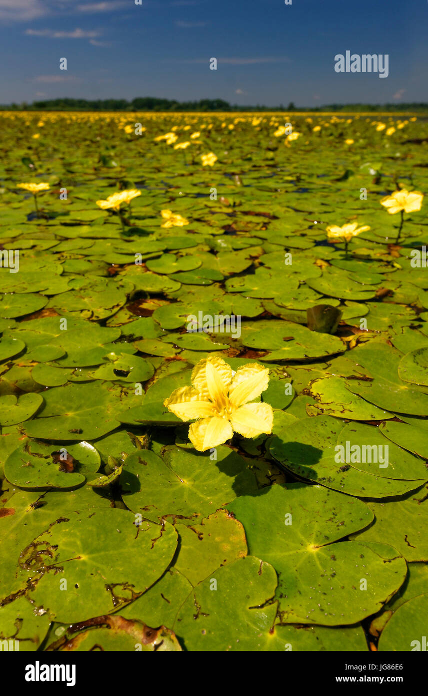 Inland freshwater marsh hi-res stock photography and images - Alamy