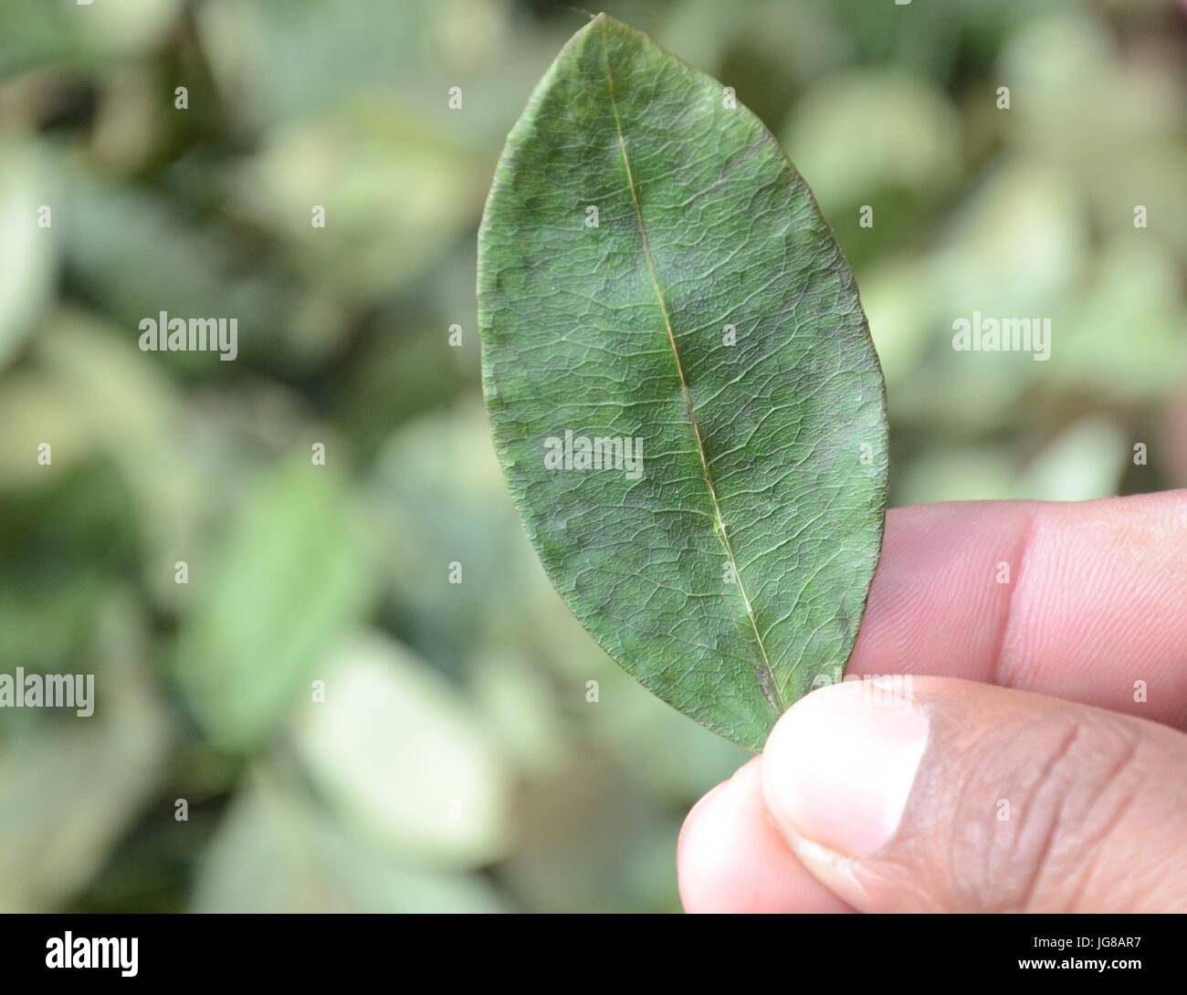 Chapare bolivia hi-res stock photography and images - Alamy