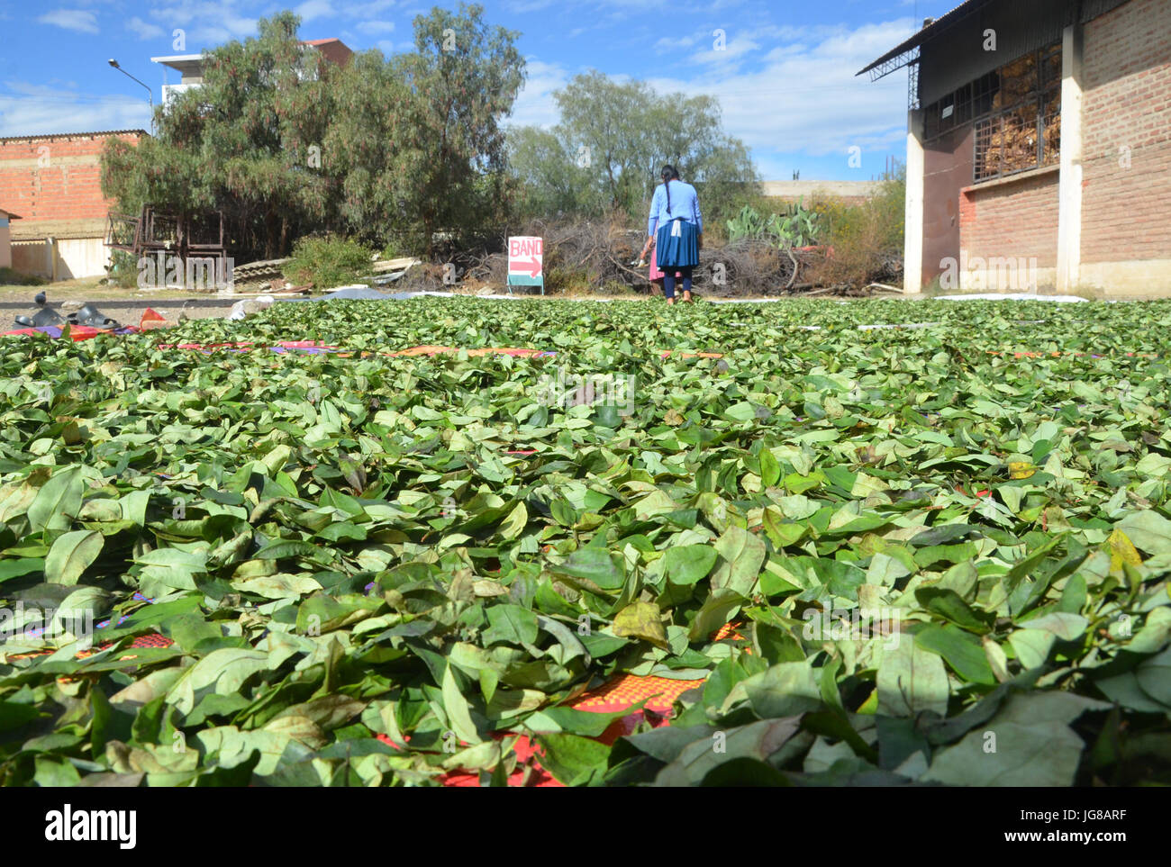 Coca farmer bolivia hi-res stock photography and images - Alamy